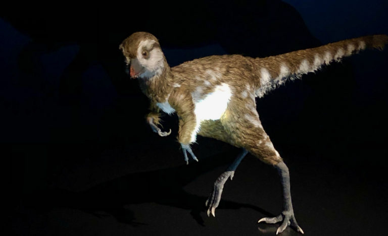 T. rex was one cute baby