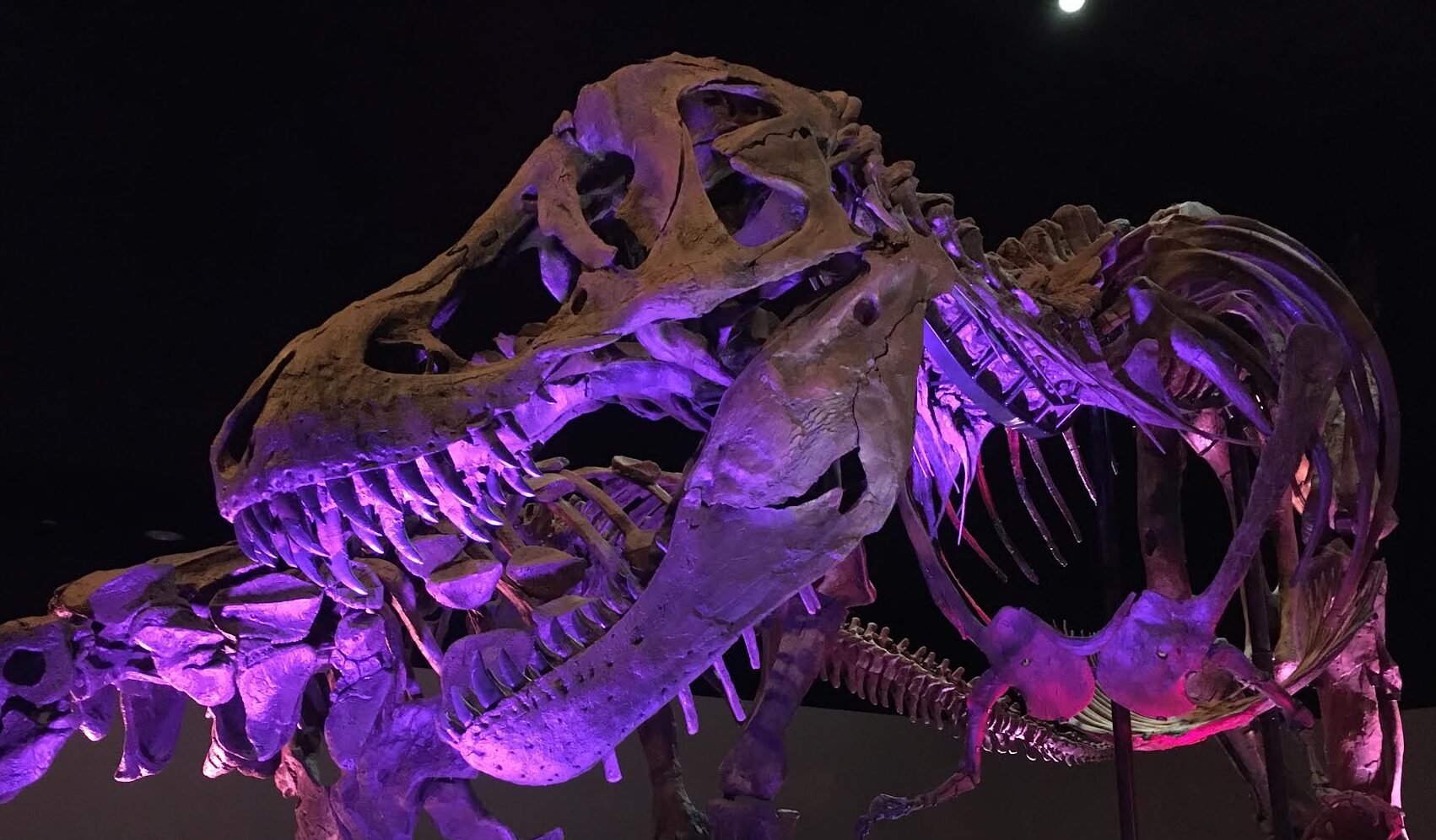 Scavenger Hunts at the Houston Museum of Natural Science